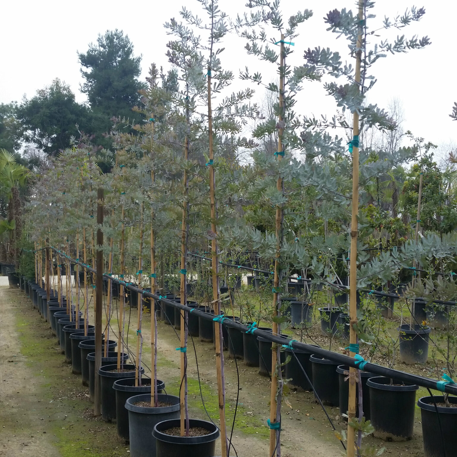 Acacia baileyana ‘Purpurea’ - Mid Valley Trees