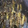 Corylus avellana 'Contorta' - Corkscrew Hazel - Mid Valley Trees