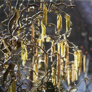 Corylus avellana 'Contorta' - Corkscrew Hazel - Mid Valley Trees