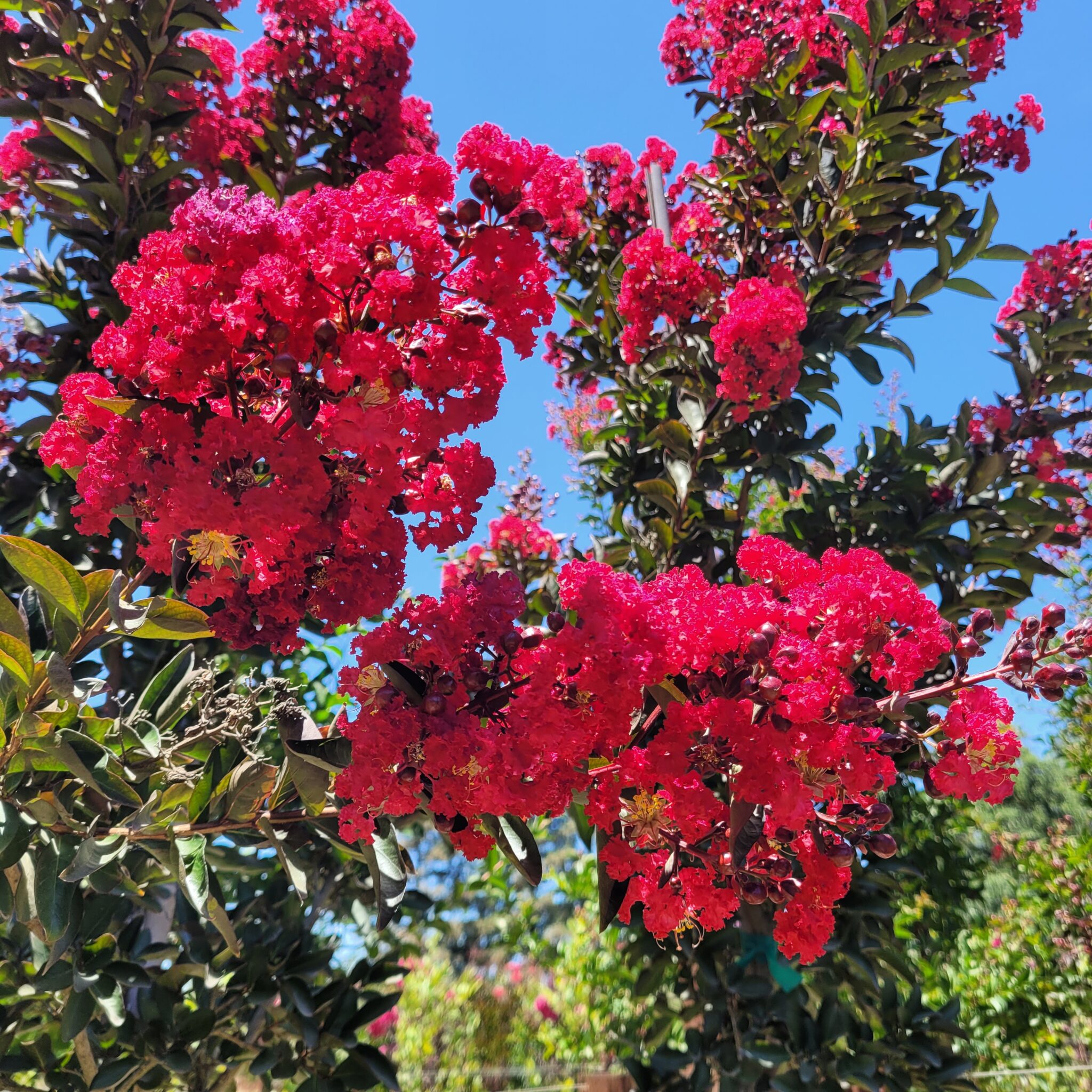 Lagerstroemia 'Double Dynamite®' - Shrub Crape Myrtle - Mid Valley Trees