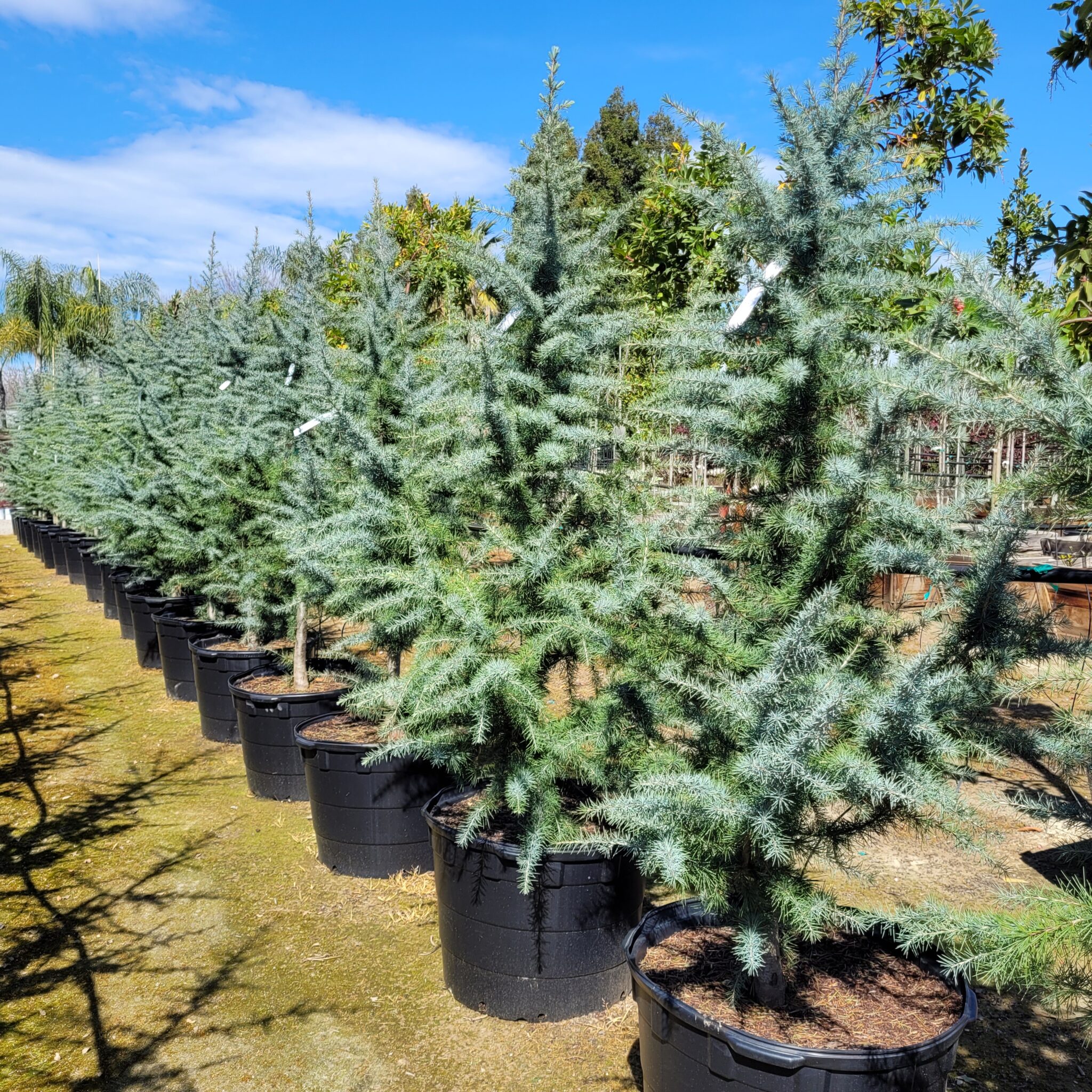 Cedrus deodara 'Electra Blue' - Deodar Cedar - Mid Valley Trees