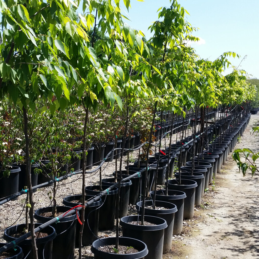 Zelkova serrata 'Village Green' - Japanese Zelkova - Mid Valley Trees