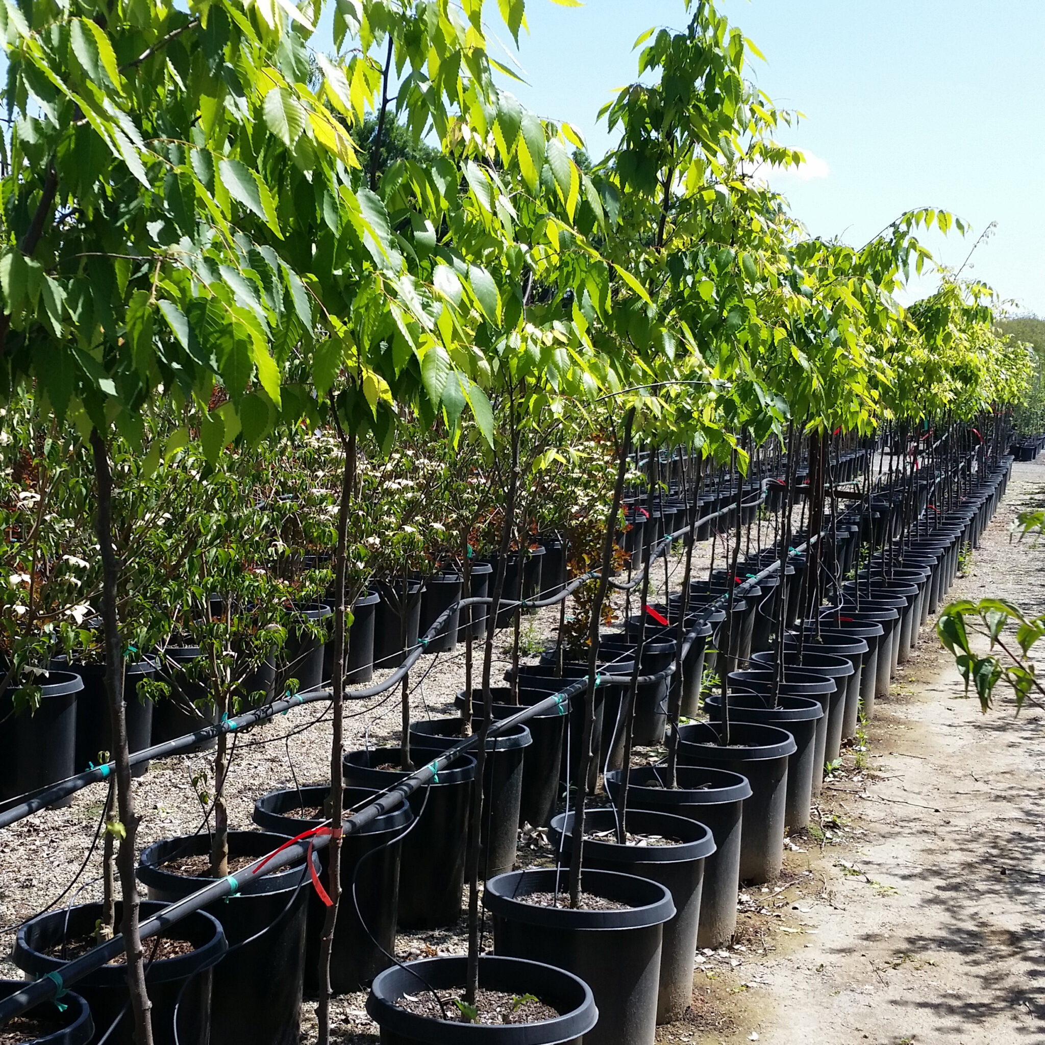 Zelkova serrata 'Village Green' - Japanese Zelkova - Mid Valley Trees