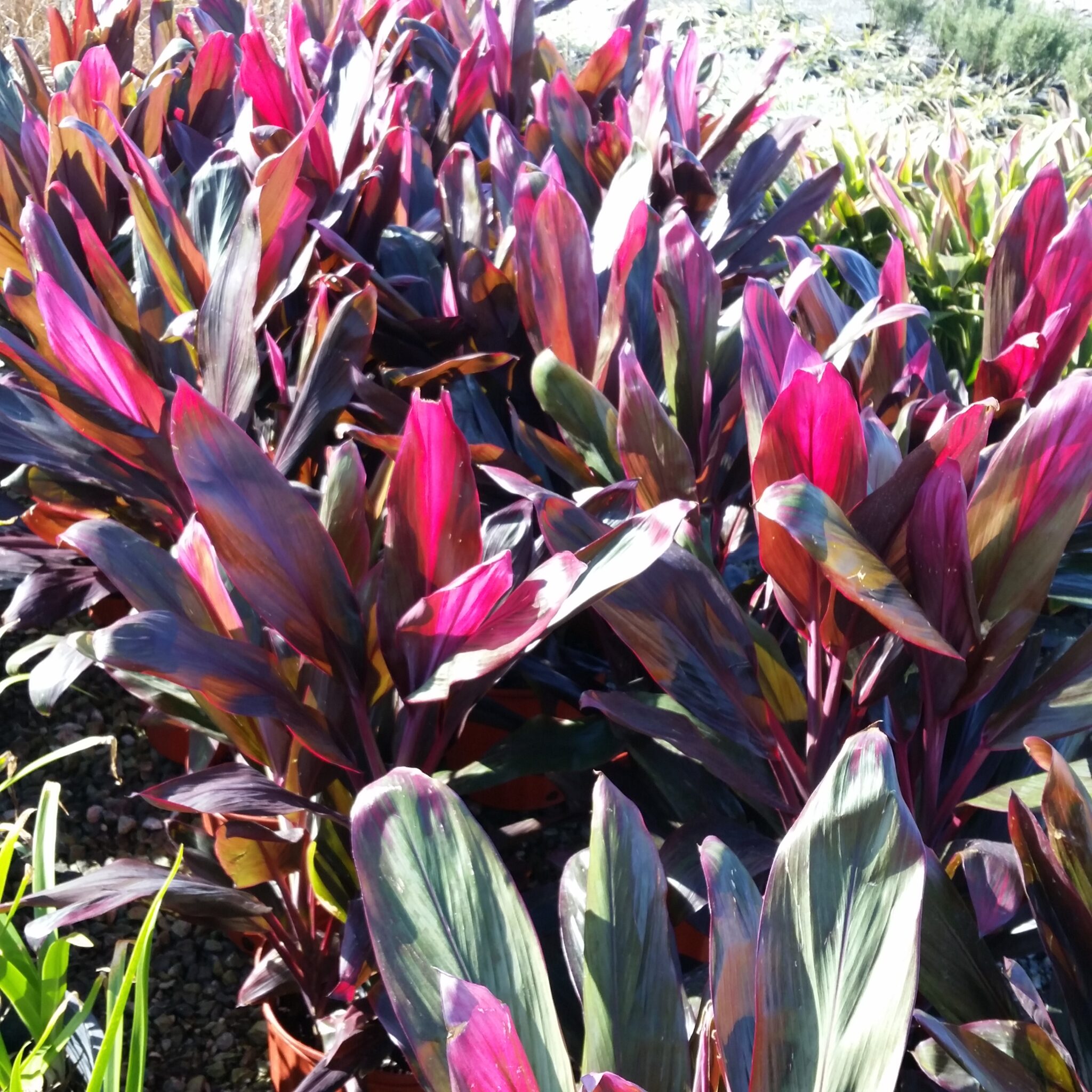 Cordyline fruticosa 'Red Sister' - Mid Valley Trees