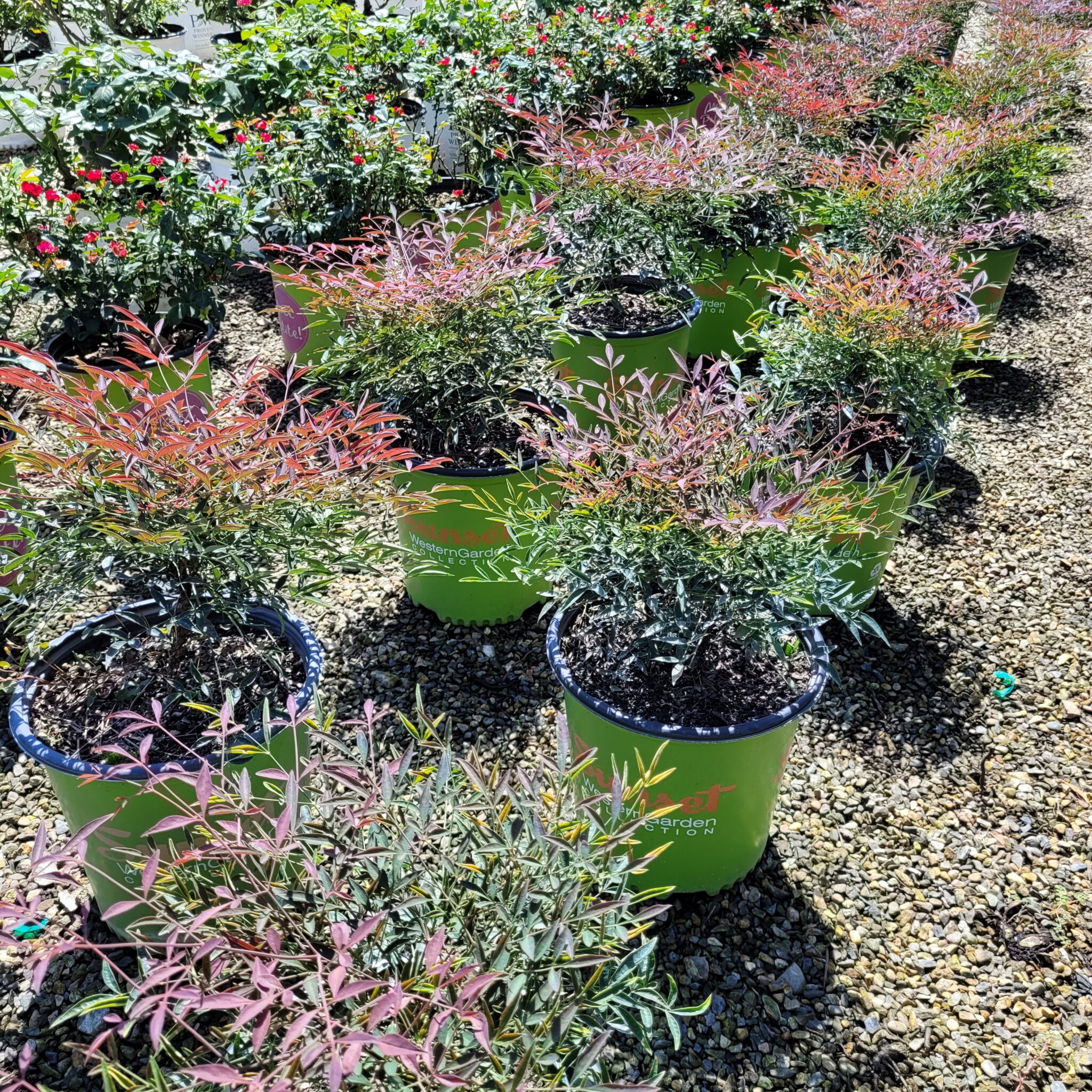 Nandina 'Flirt™' - Dwarf Heavenly Bamboo - Mid Valley Trees