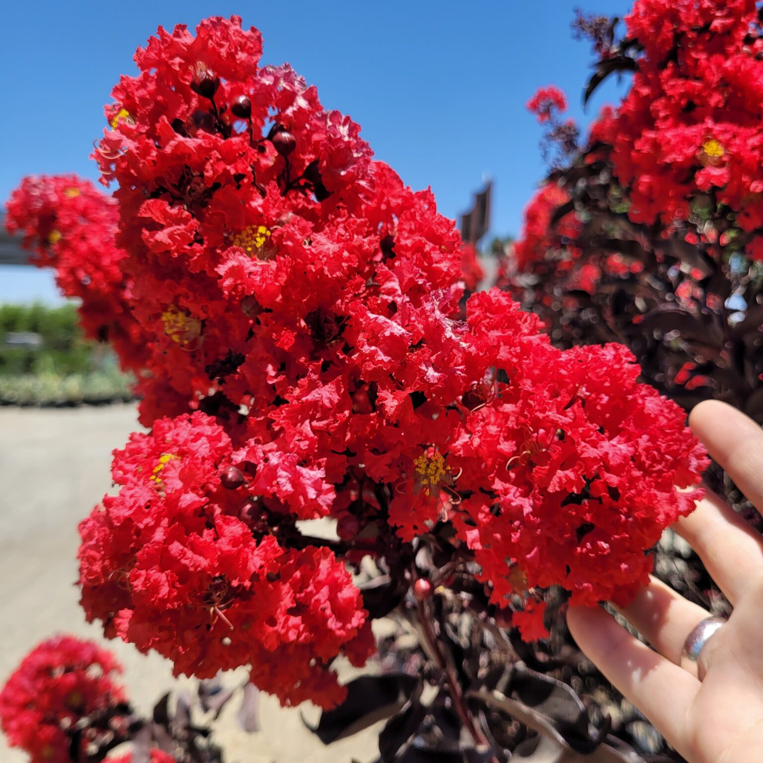 Lagerstroemia indica Center Stage® Red - Dwarf Crape Myrtle - Mid ...