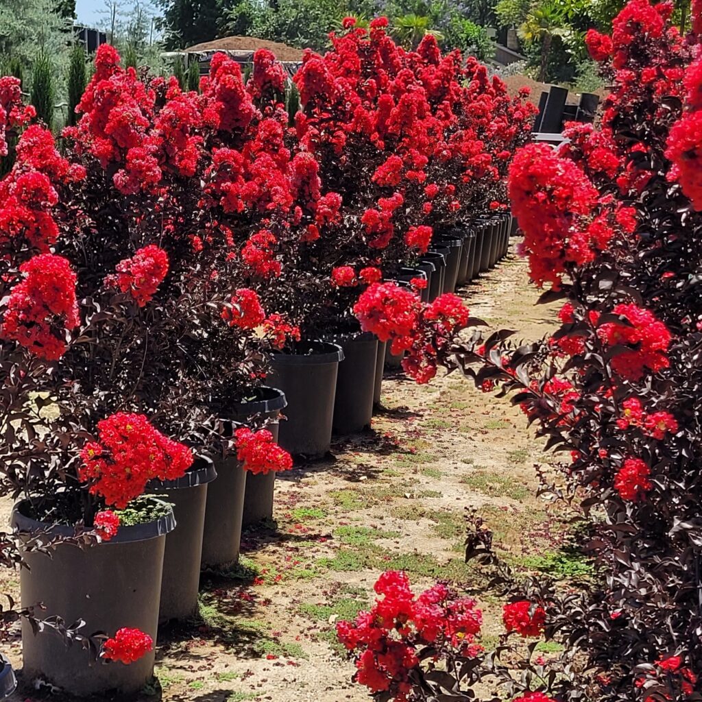 Lagerstroemia indica Center Stage® Red - Dwarf Crape Myrtle - Mid ...