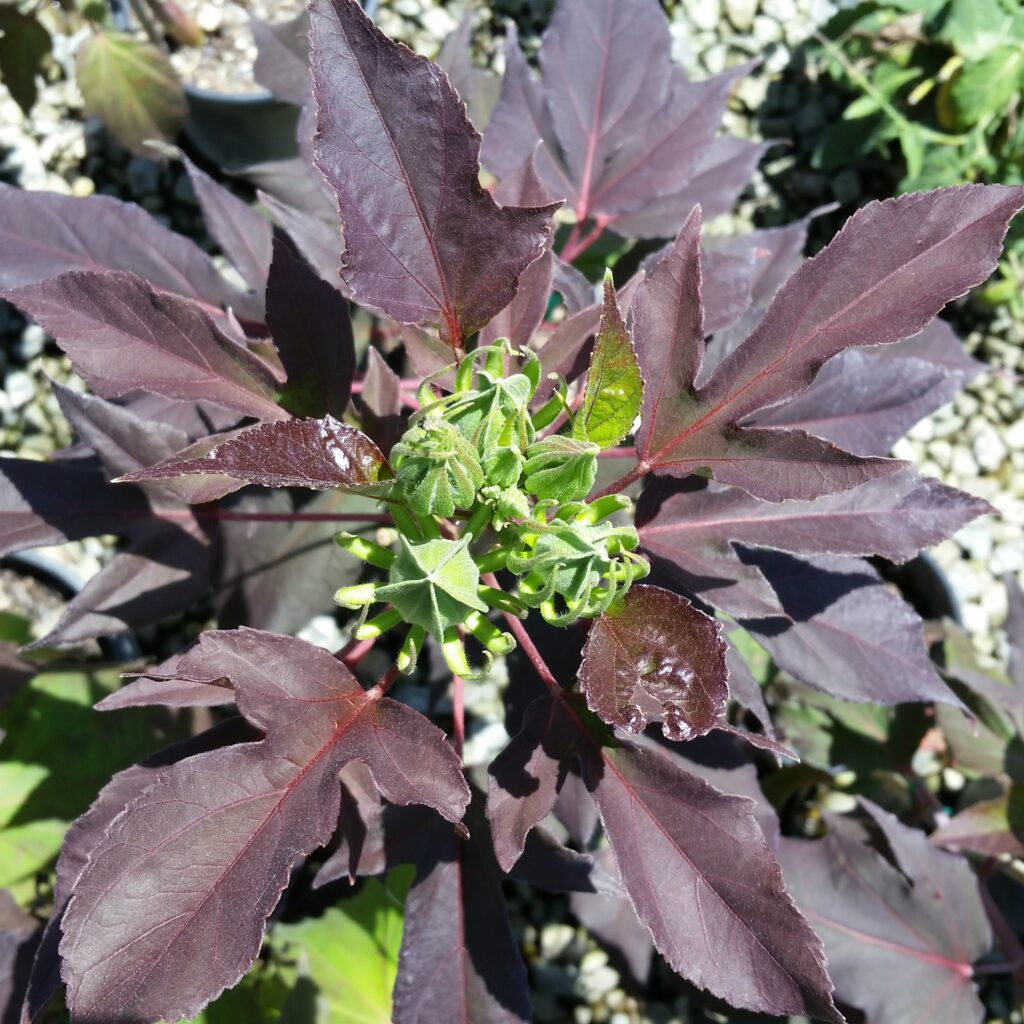 Hibiscus x 'Starry Starry Night' - Hardy Hibiscus - Mid Valley Trees