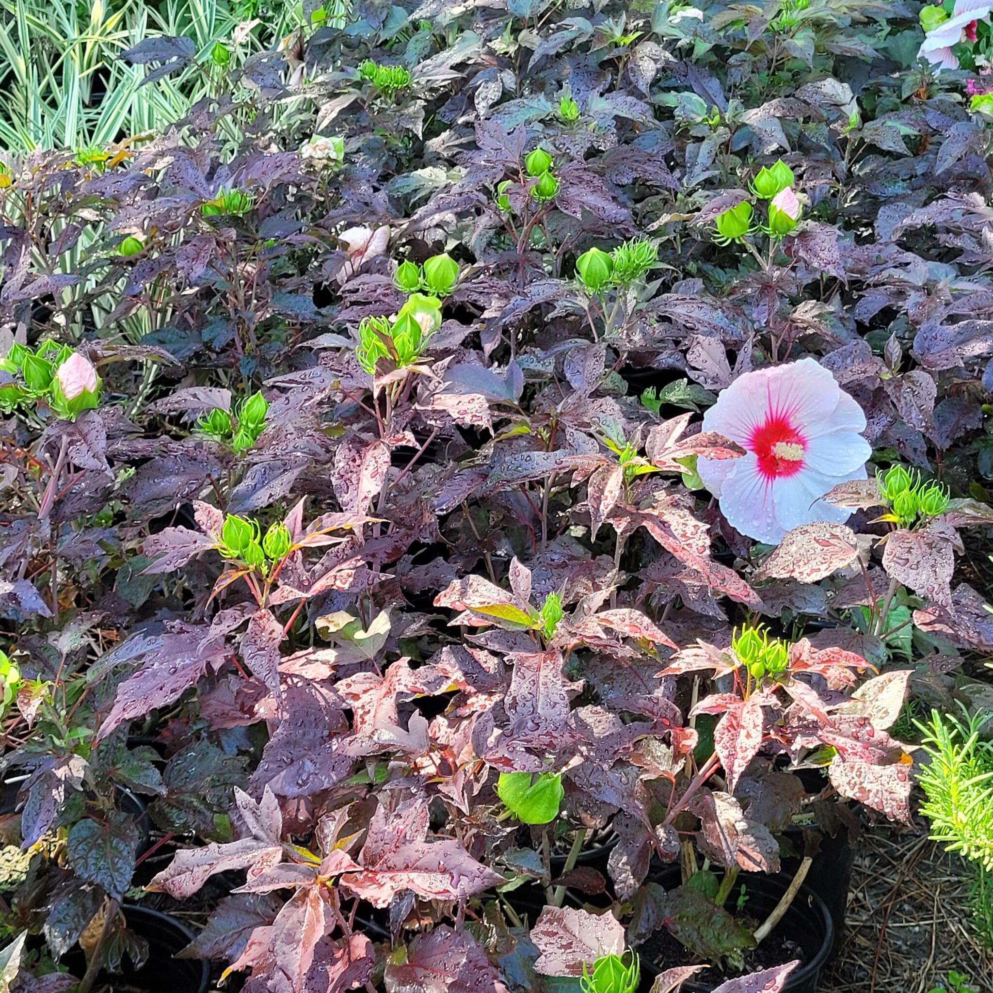 Hibiscus x 'Starry Starry Night' - Hardy Hibiscus - Mid Valley Trees