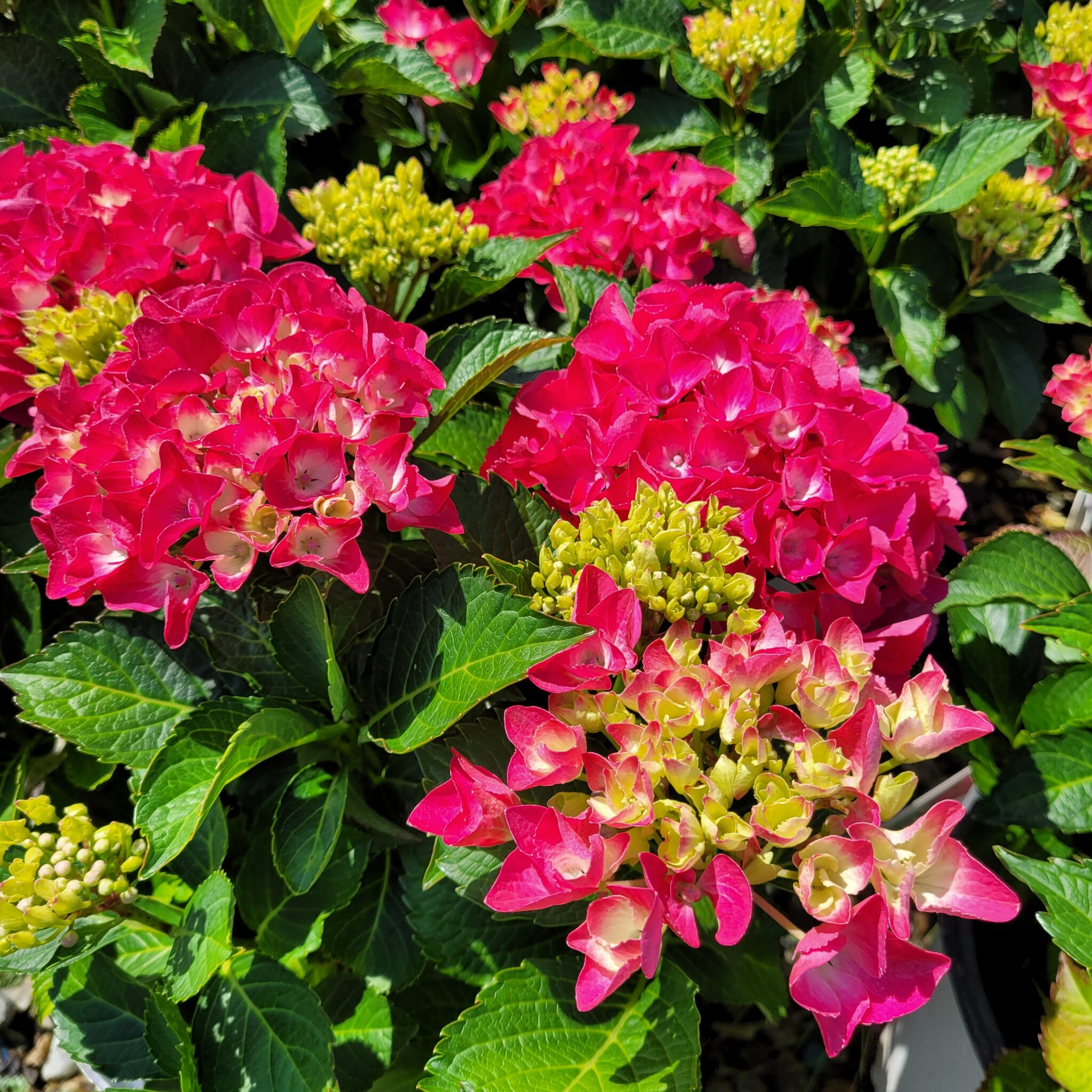 Hydrangea macrophylla Cityline® Paris - Dwarf Hydrangea - Mid Valley Trees