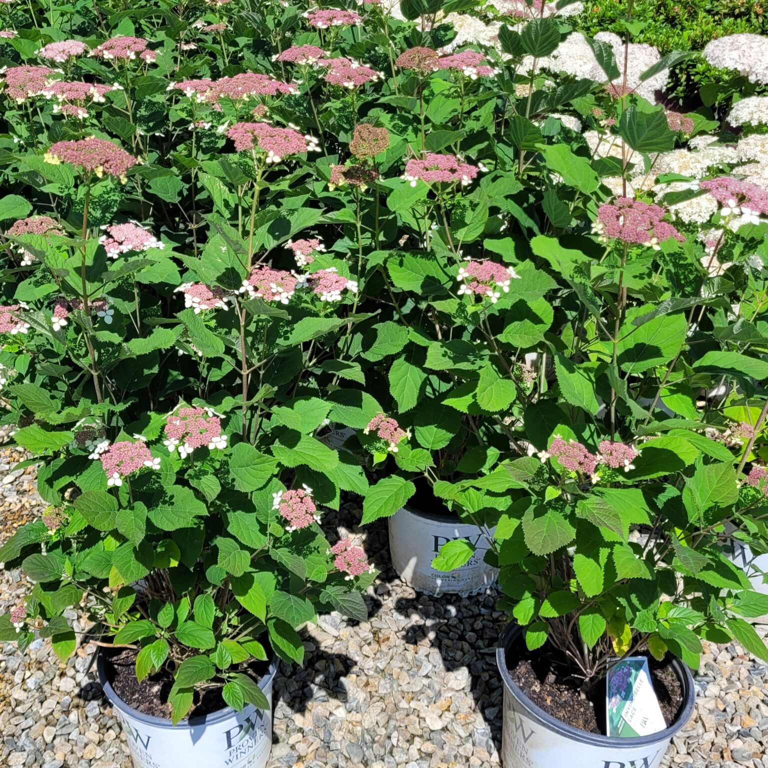 Hydrangea arborescens Invincibelle Lace® - Smooth Hydrangea - Mid ...