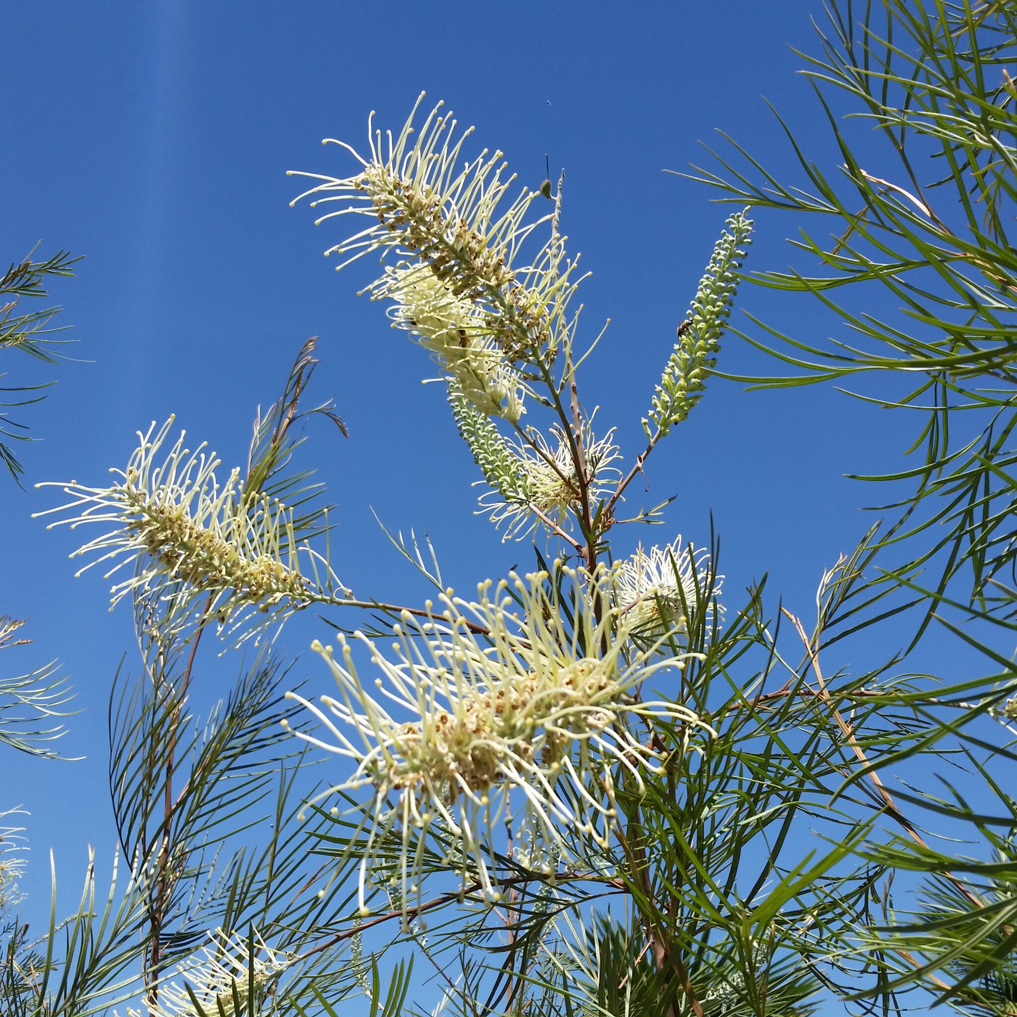 Grevillea 'Moonlight' - Mid Valley Trees