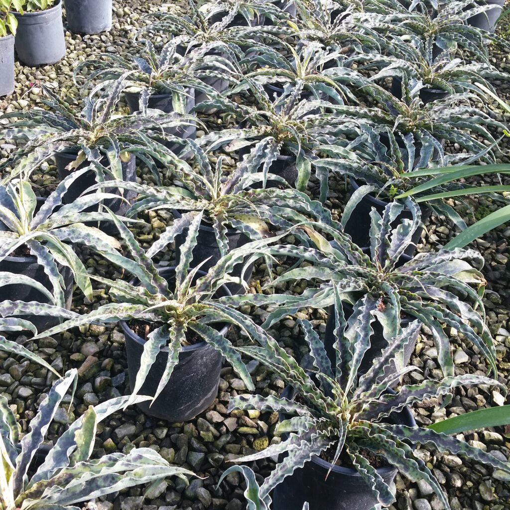 Manfreda 'Mint Chocolate Chip' - False Agave - Mid Valley Trees
