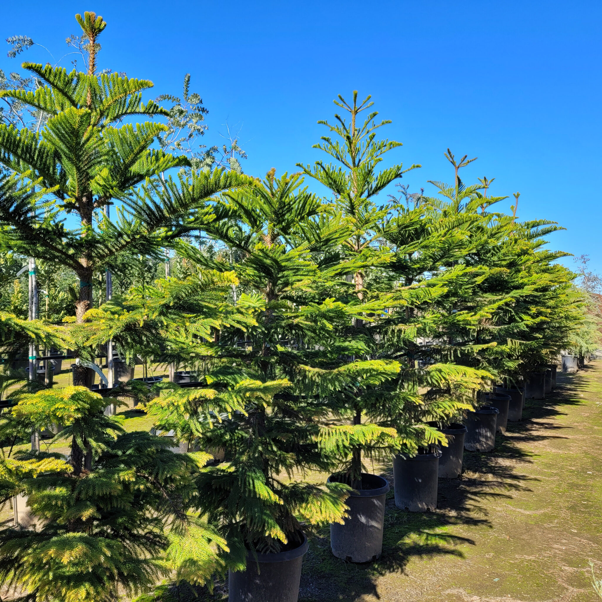 Araucaria heterophylla - Norfolk Island Pine - Mid Valley Trees