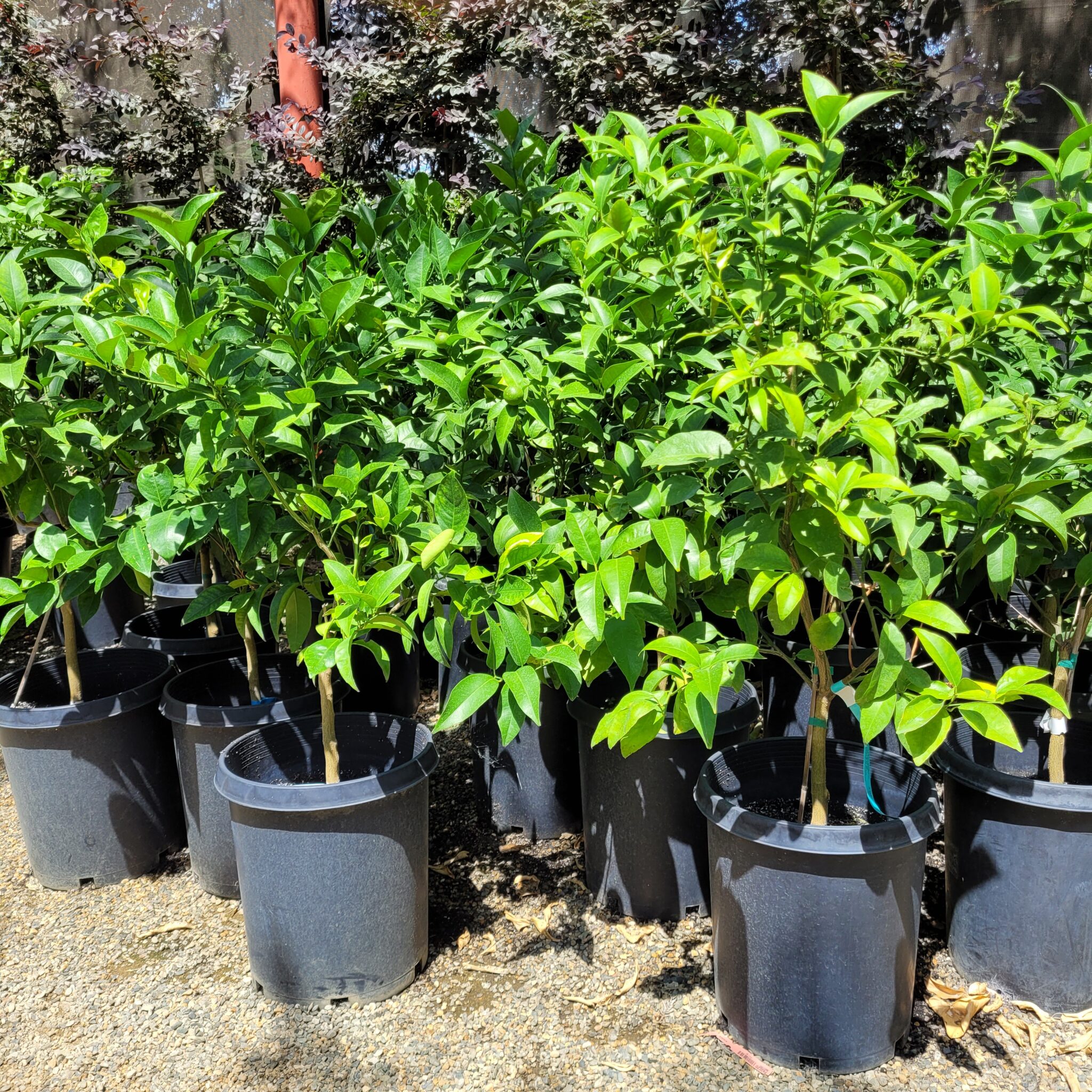 Citrus x 'Page' - Mandarin x Tangelo Hybrid - Mid Valley Trees