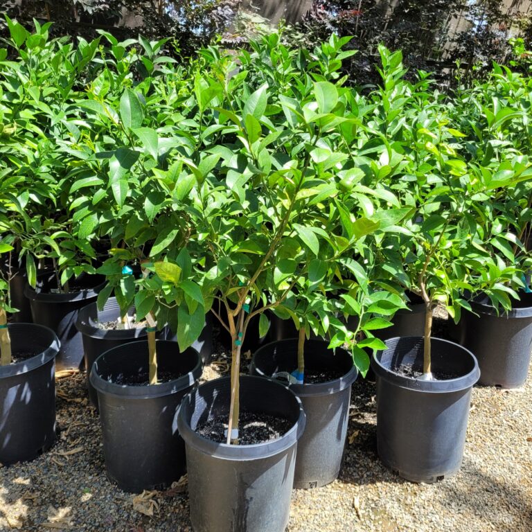 Citrus x 'Page' - Mandarin x Tangelo Hybrid - Mid Valley Trees
