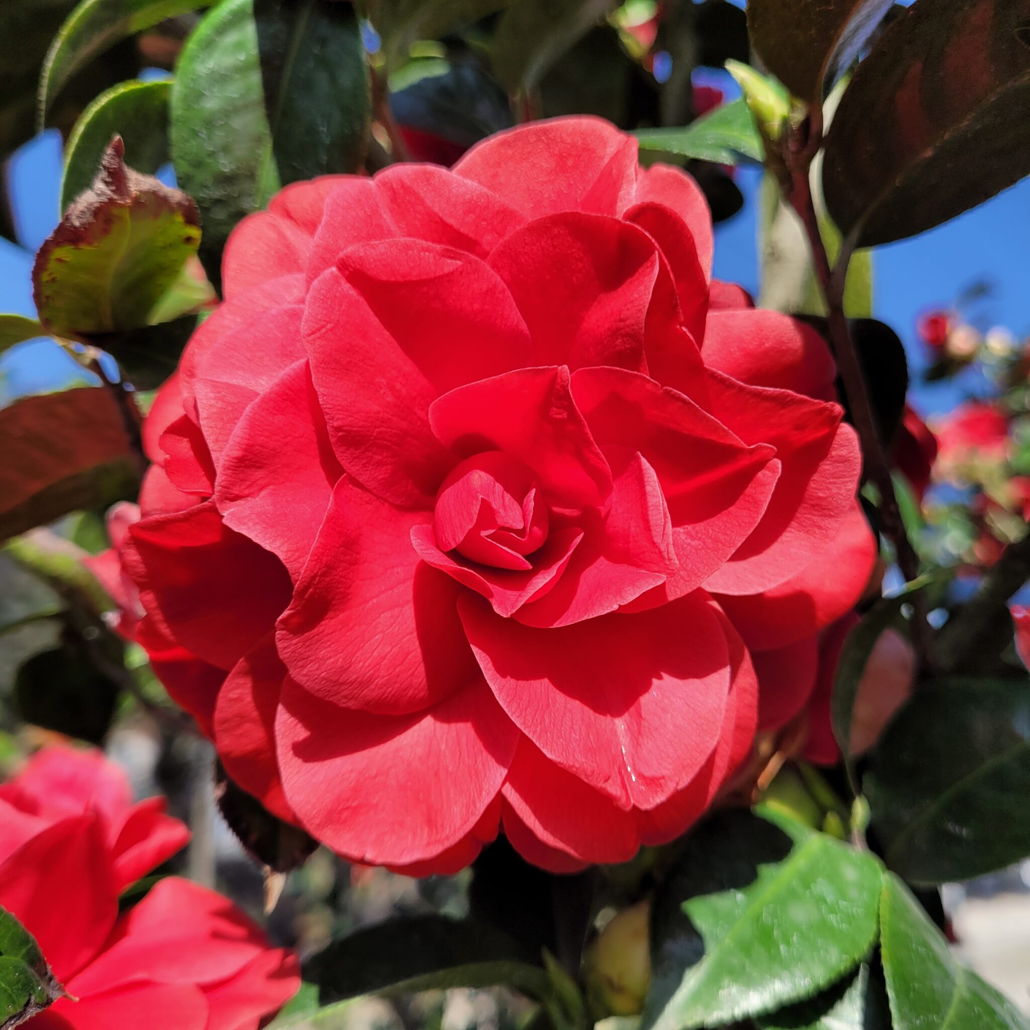 Camellia japonica 'Kramer's Supreme' - Mid Valley Trees