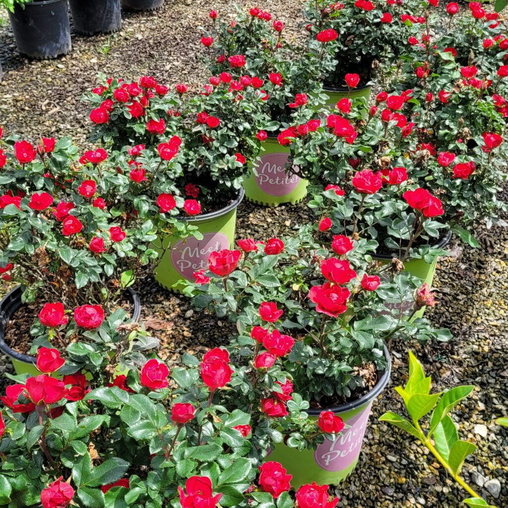 Rosa Petite Knock Out® 'Meibenbino' - Miniature Rose - Mid Valley Trees