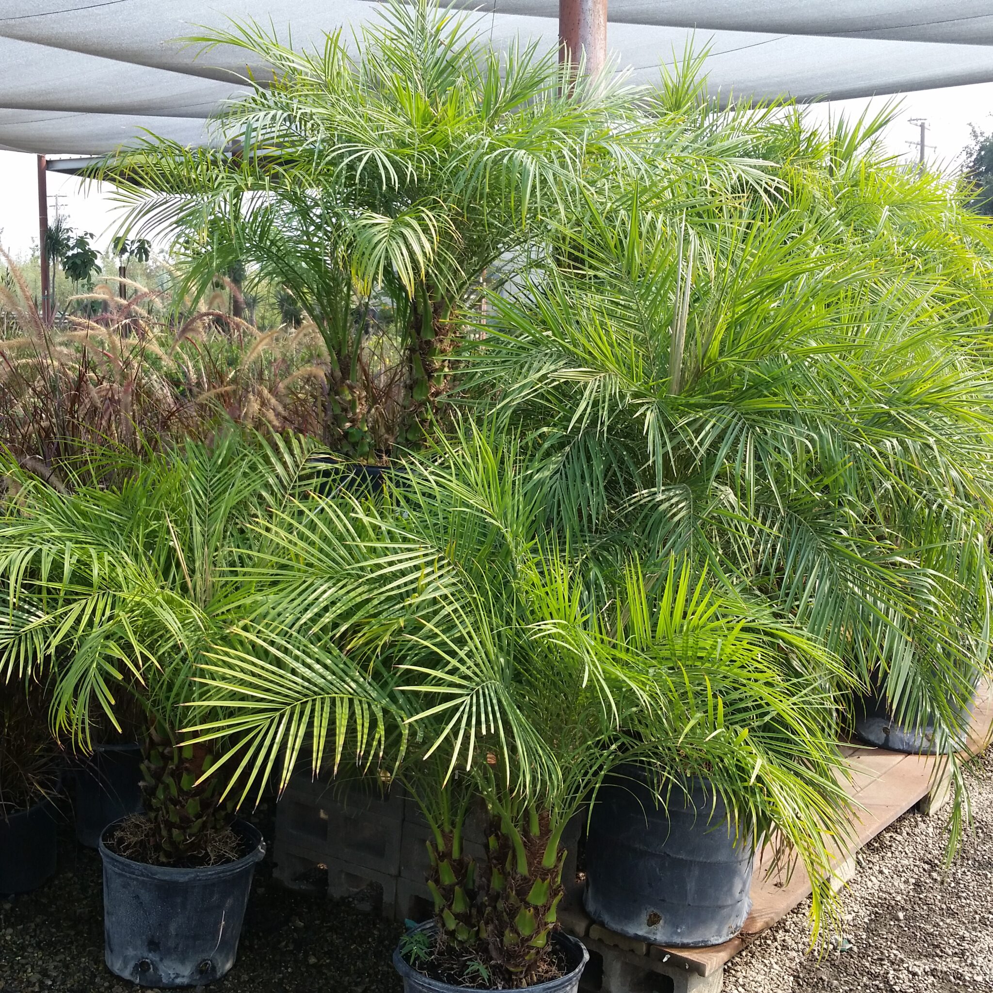 Phoenix roebelenii - Pygmy Date Palm - Mid Valley Trees
