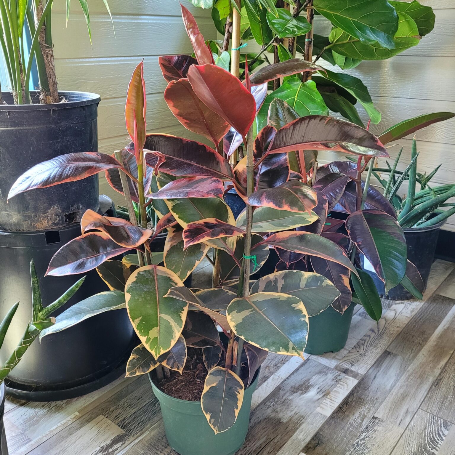 Ficus elastica 'Ruby' - Rubber Tree - Mid Valley Trees