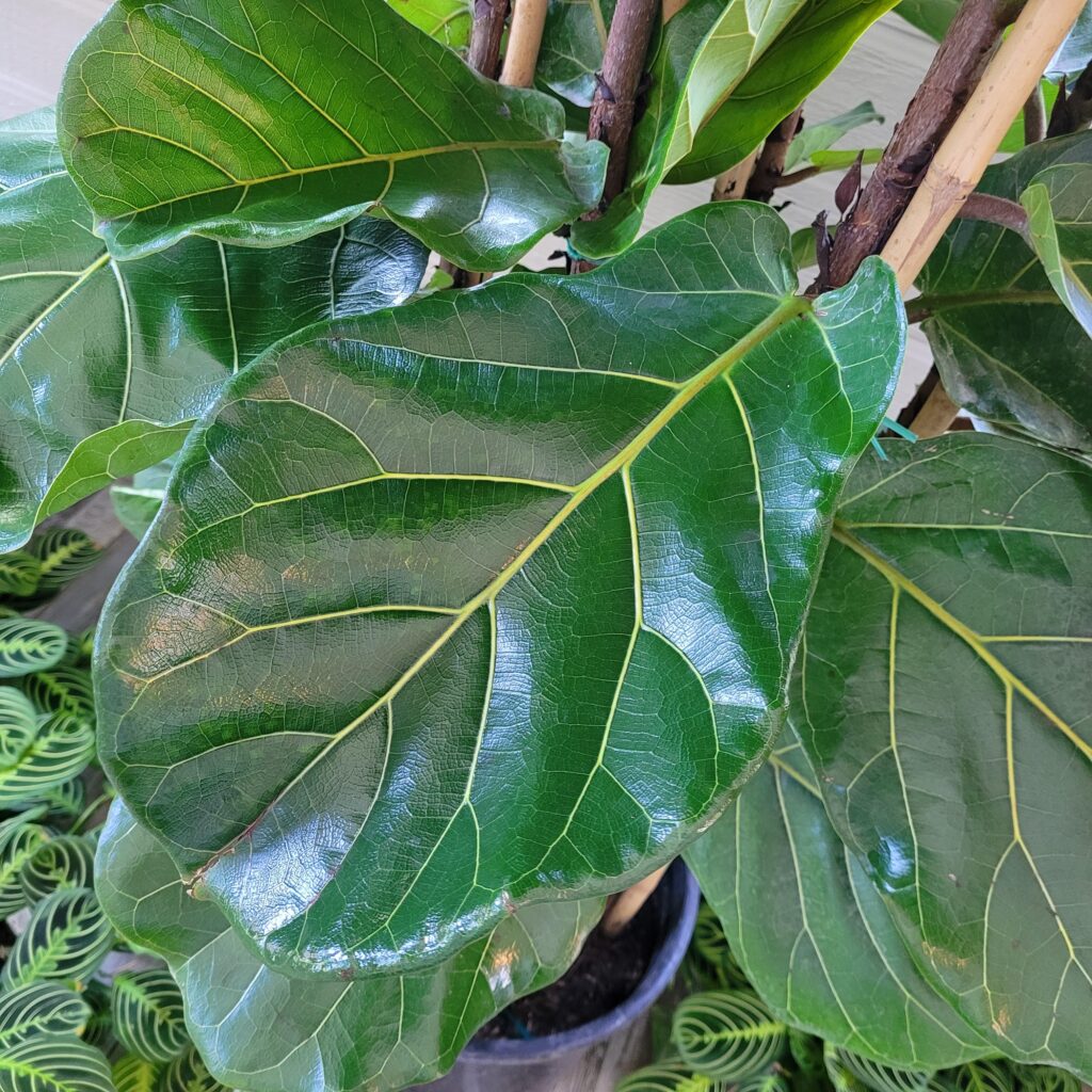 Ficus lyrata - Fiddle Leaf Fig - Mid Valley Trees