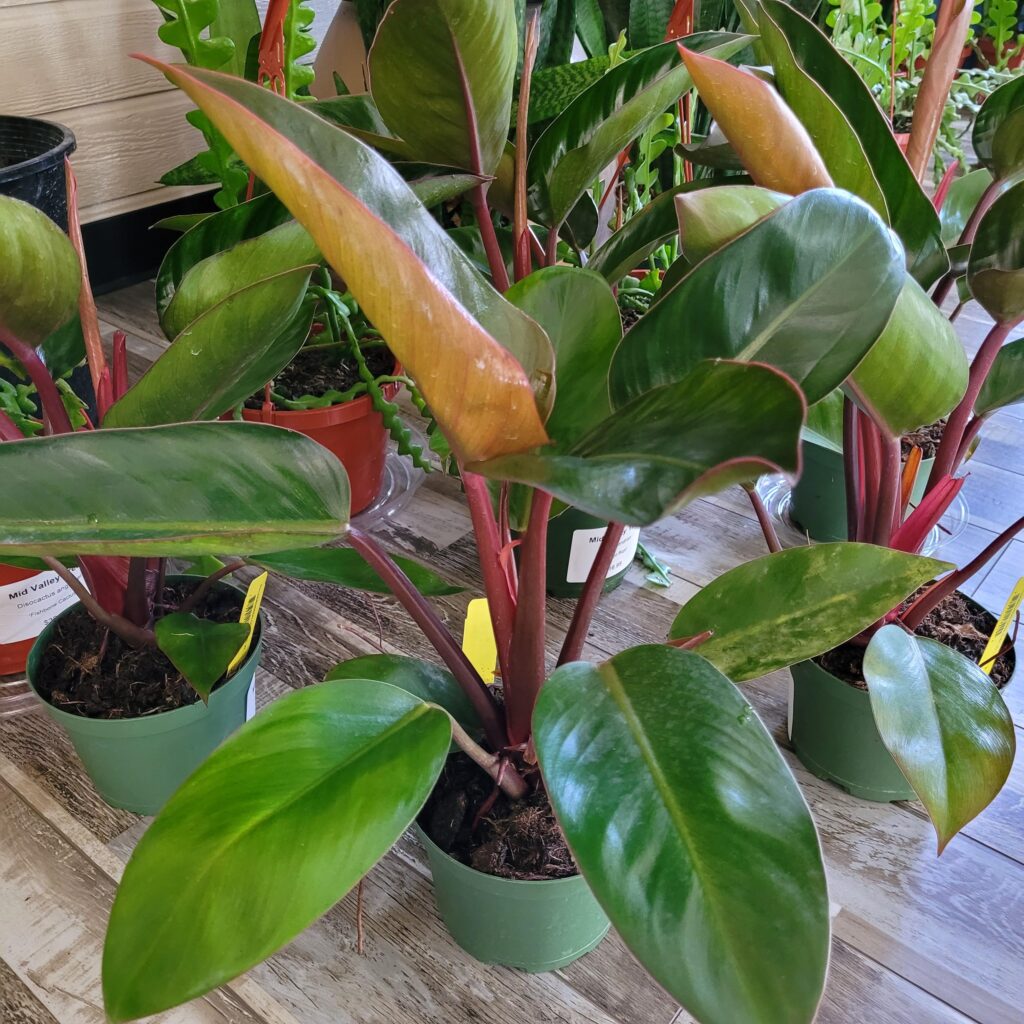 Philodendron ‘Congo Rojo’ - Mid Valley Trees