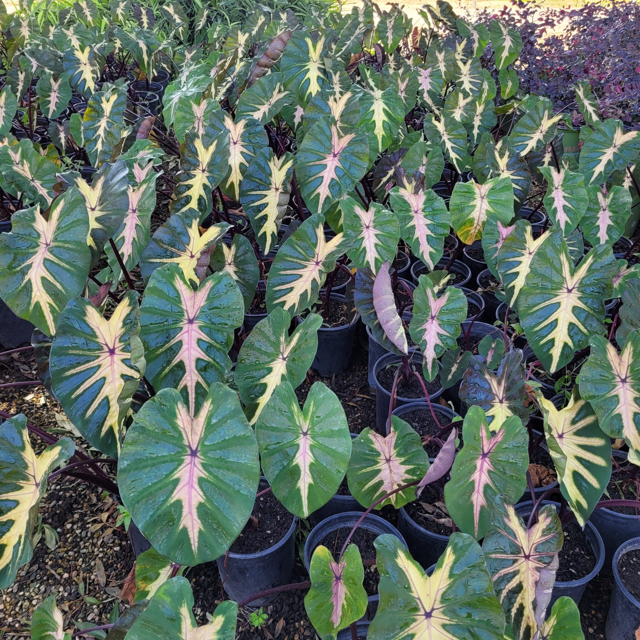 Colocasia esculenta 'Waikiki' - Elephant Ear - Mid Valley Trees
