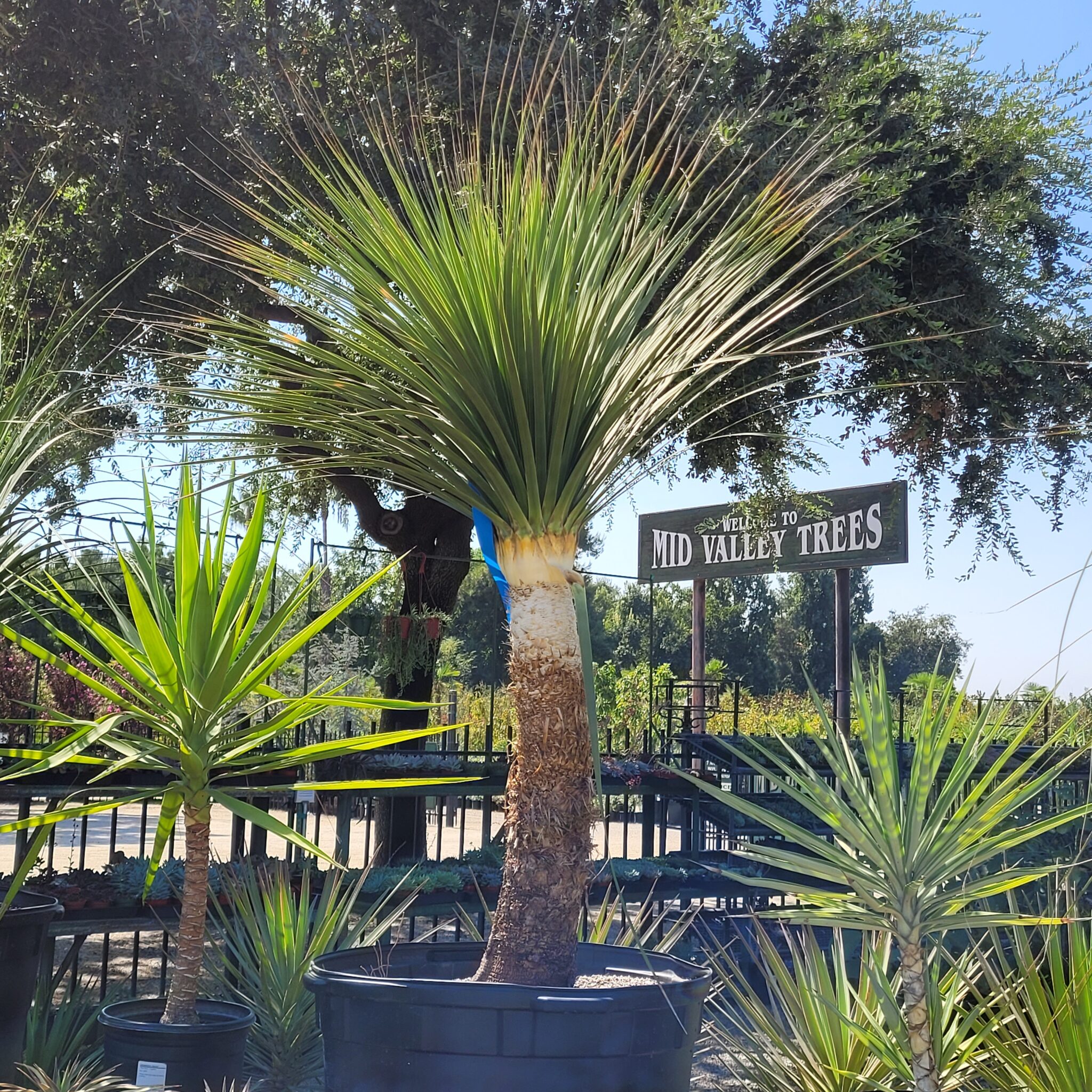 Nolina longifolia - Mexican Grass Tree - Mid Valley Trees