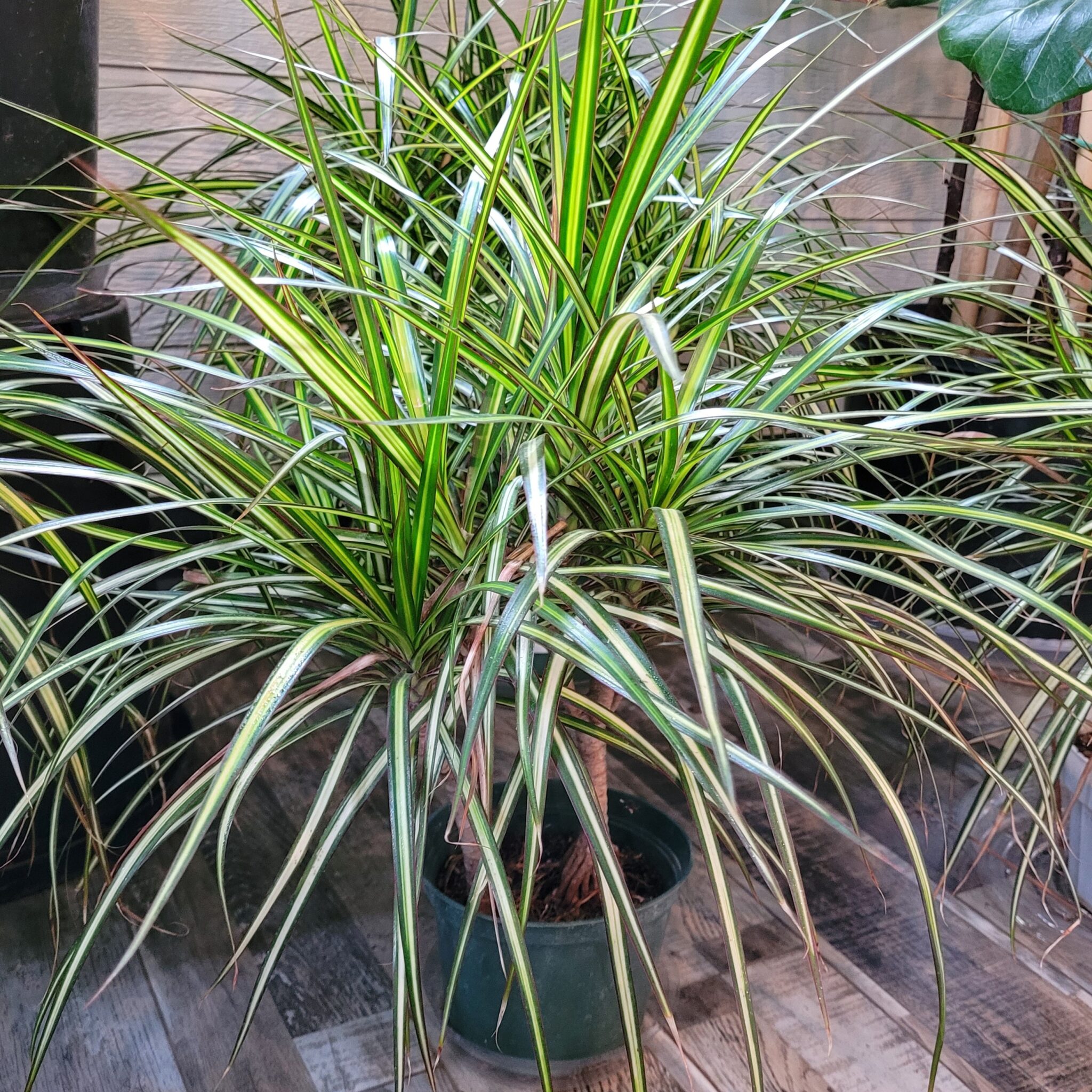 Indoor Plants - Mid Valley Trees