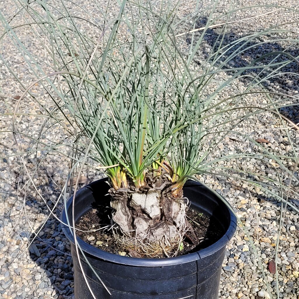 Calibanus hookeri - Mexican Boulder Plant - Mid Valley Trees