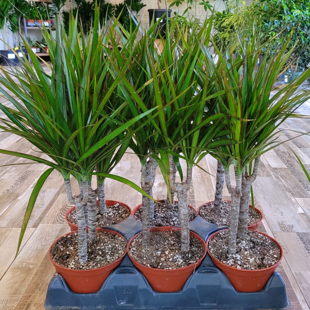 Dracaena marginata - Dragon Tree Plant - Mid Valley Trees