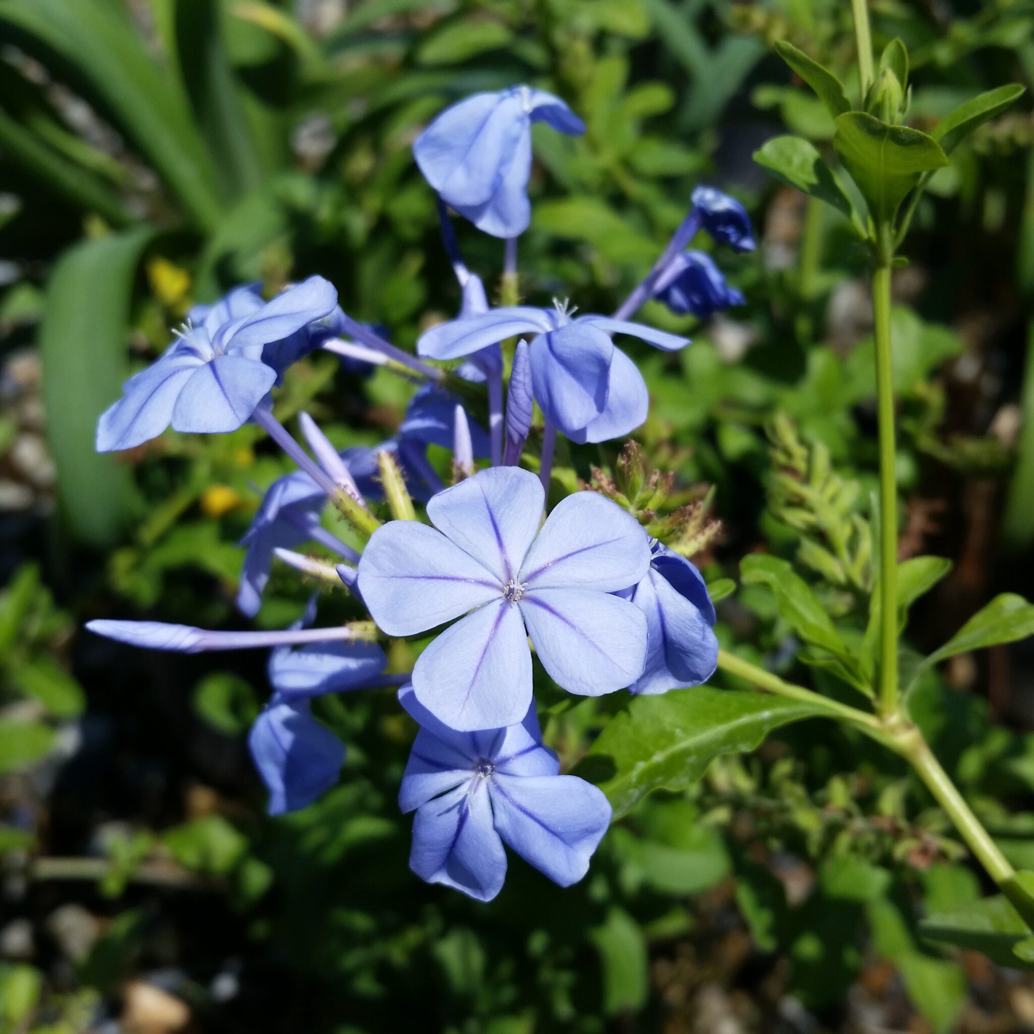 Plumbago auriculata 'Imperial Blue' - Blue Cape Plumbago - Mid Valley Trees