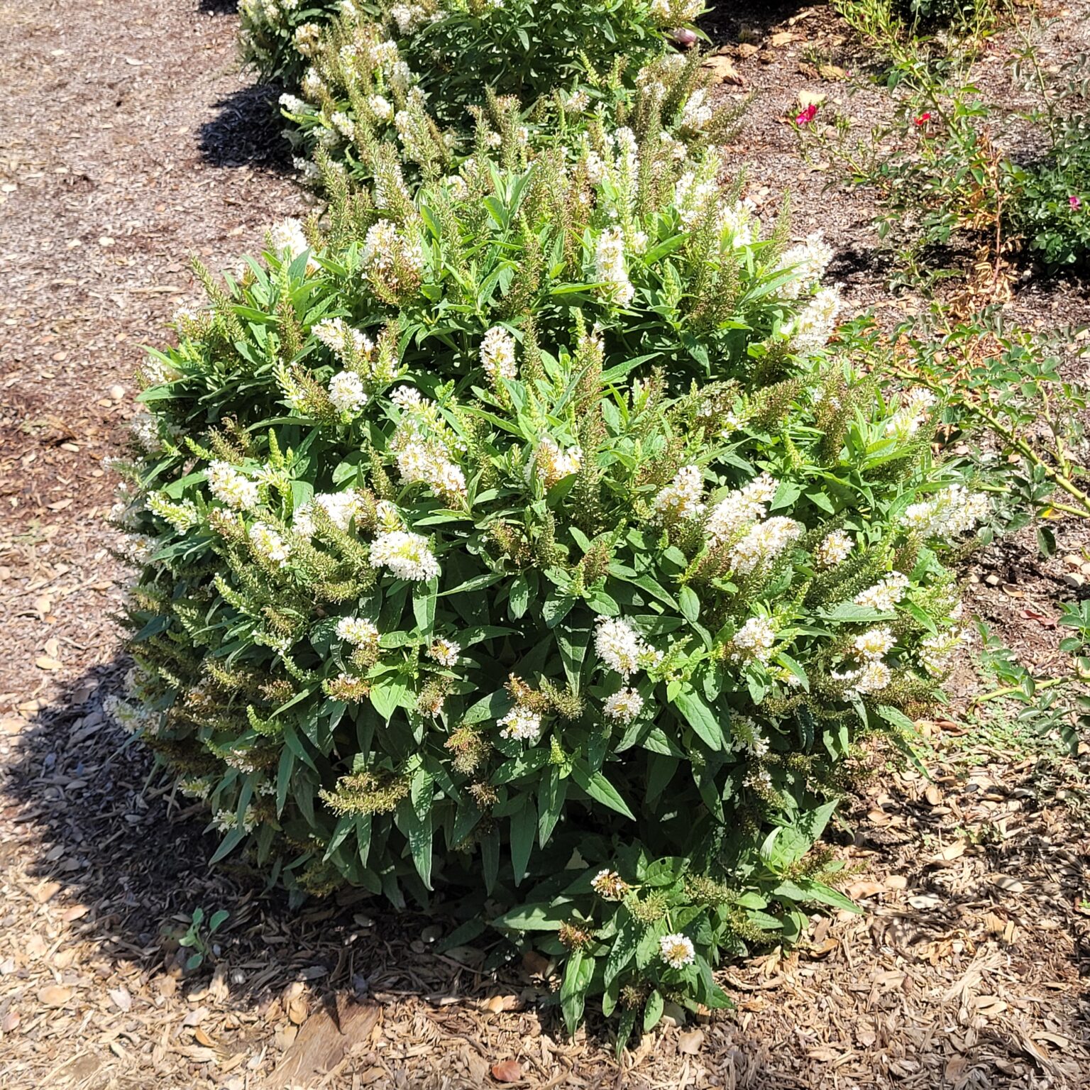 Buddleia davidii Li'l Coconut™ Butterfly Candy™ - Dwarf Butterfly Bush ...