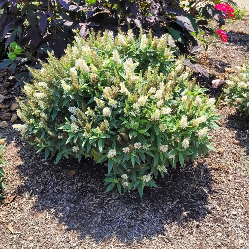 Buddleia davidii Li'l Coconut™ Butterfly Candy™ - Dwarf Butterfly Bush ...