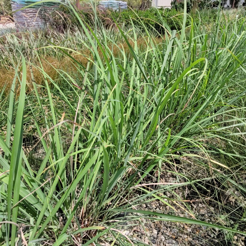 Cymbopogon citratus - Lemon Grass - Mid Valley Trees