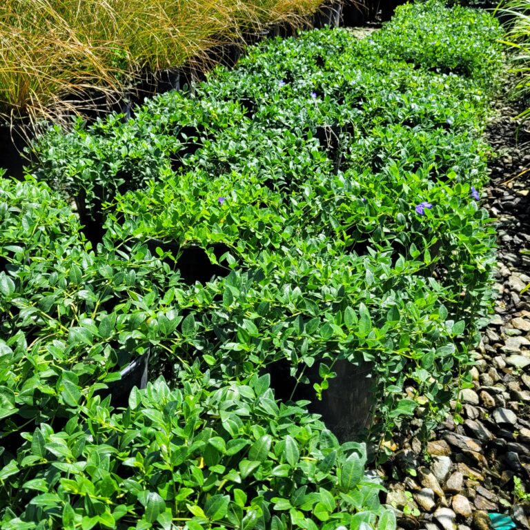 Vinca minor - Periwinkle - Mid Valley Trees