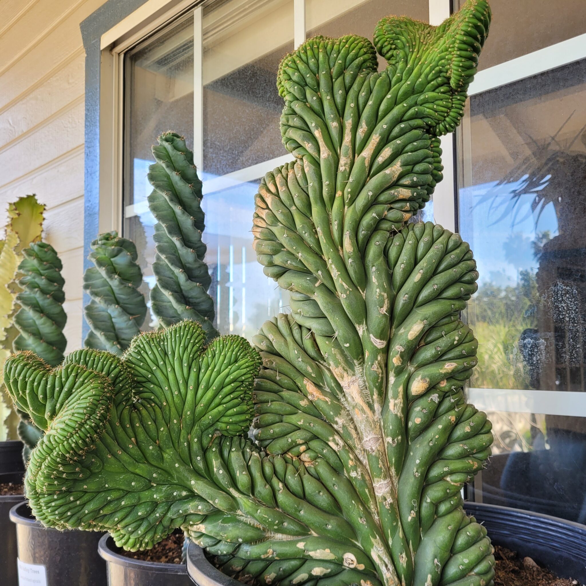 Trichocereus pachanoi 'Cristata' - Crested San Pedro Cactus - Mid ...