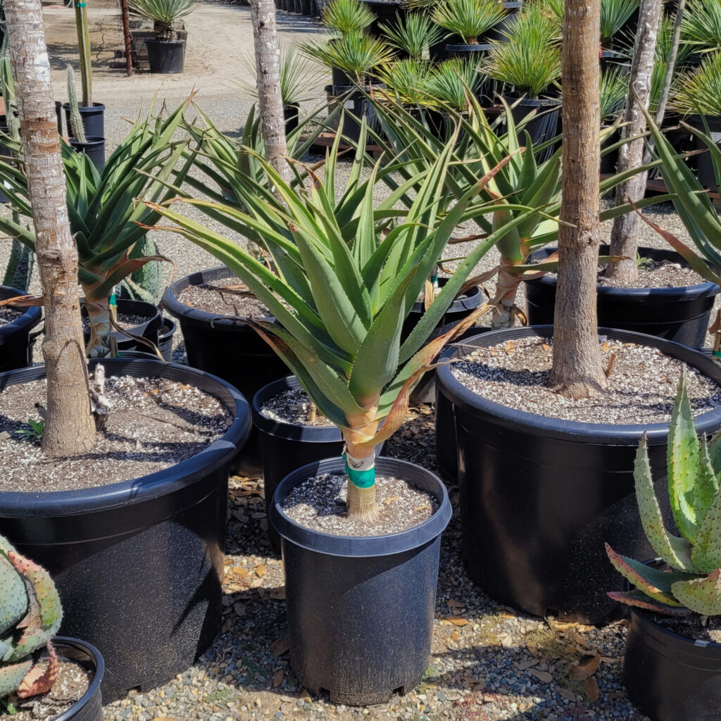 Aloe 'Hercules' - Tree Aloe - Mid Valley Trees