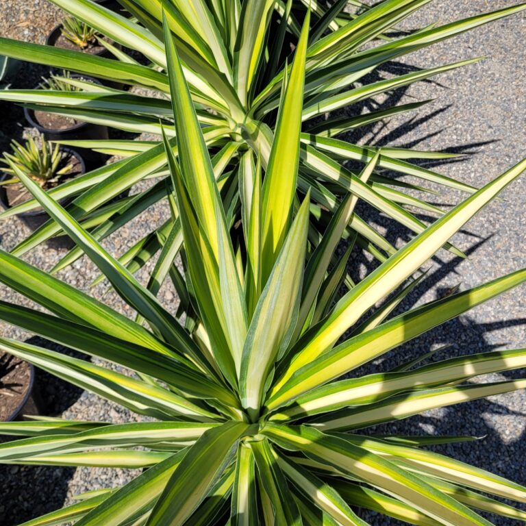 Yucca elephantipes 'Jewel' - Variegated Giant Yucca - Mid Valley Trees