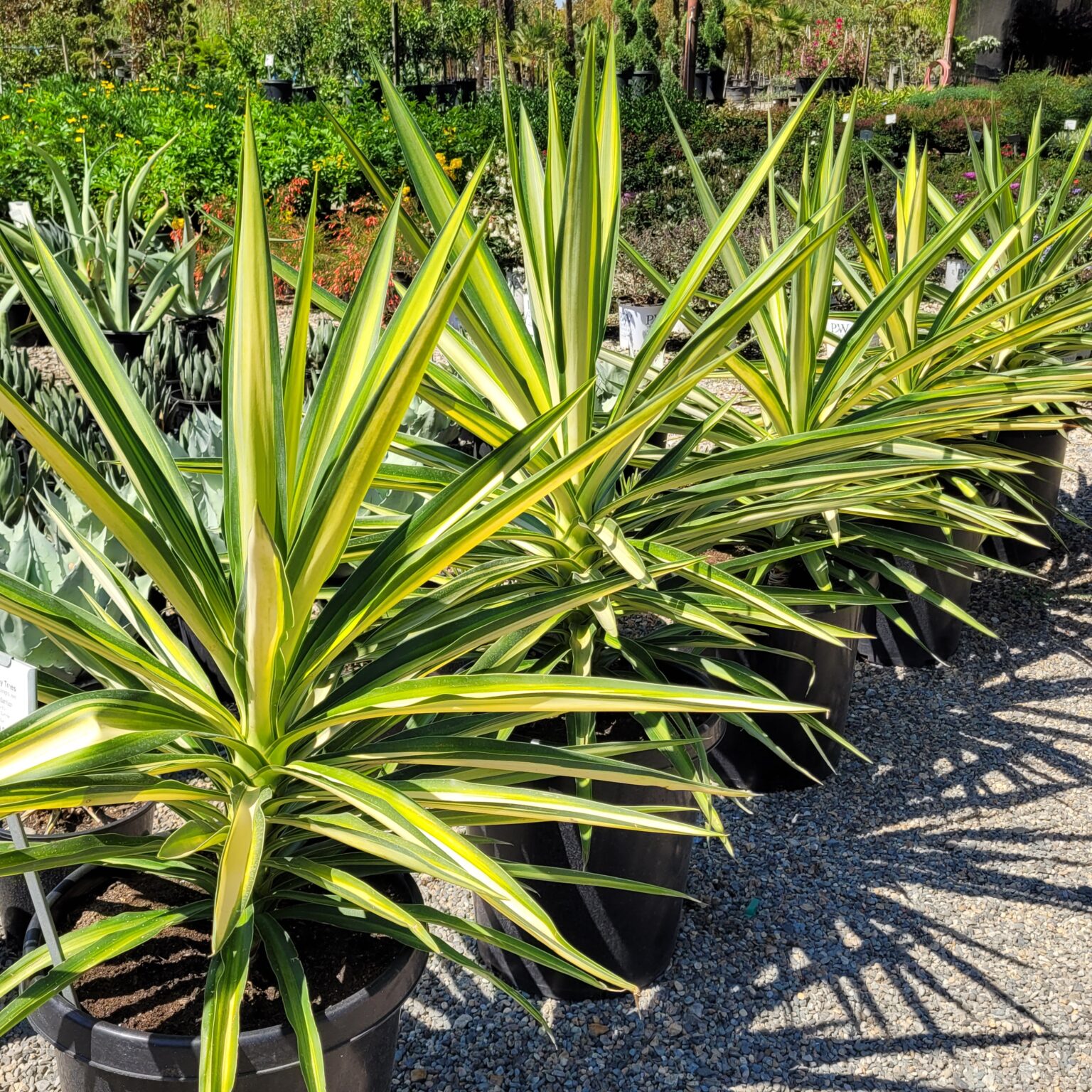 Yucca elephantipes 'Jewel' - Variegated Giant Yucca - Mid Valley Trees